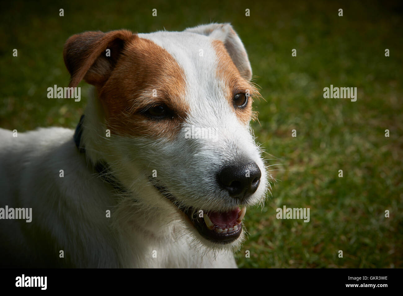 Portrait of Jack Russell Parson Terrier pet dog Stock Photo - Alamy
