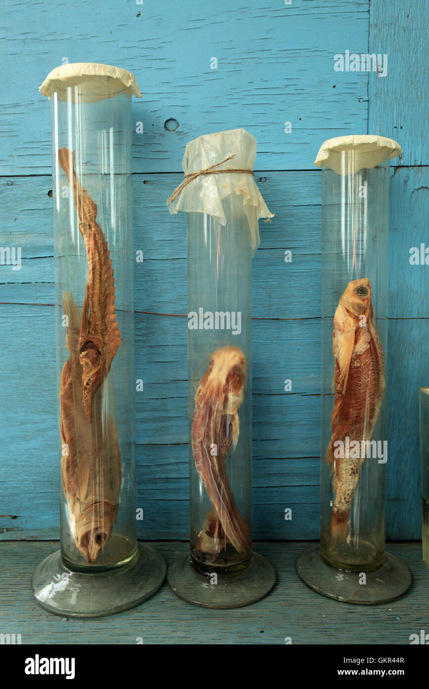 Fish preparations, former inhabitants of Aral Sea in Moynaq museum ...