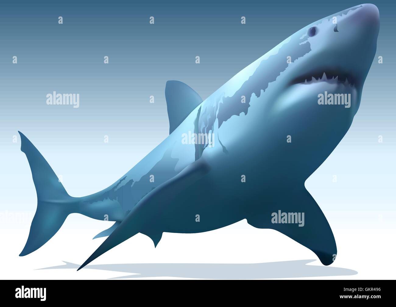 Great white shark Stock Vector Images - Alamy
