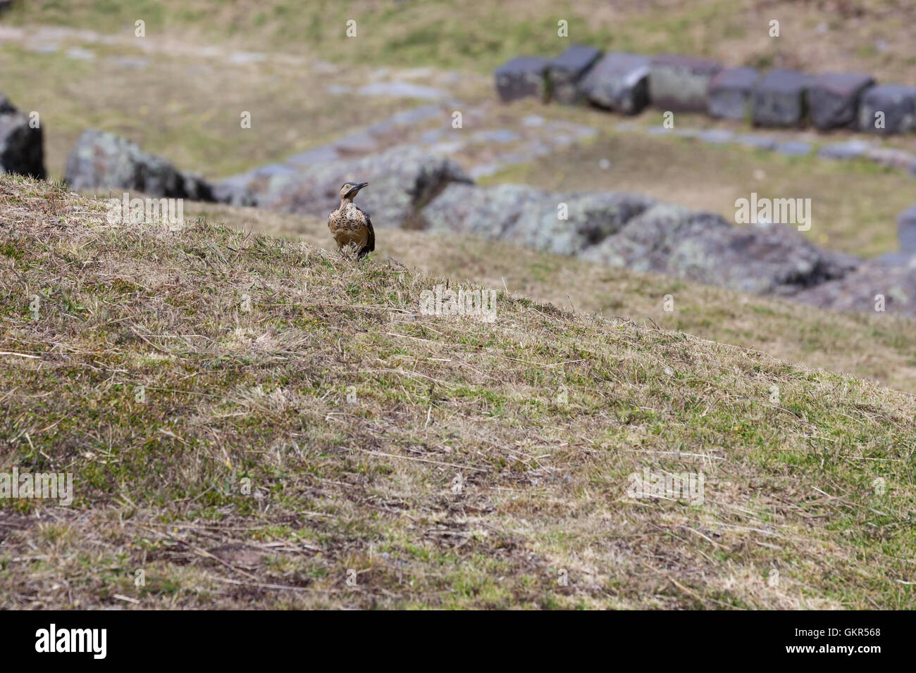 andean flicker standing on short grass at the sacred site of ...