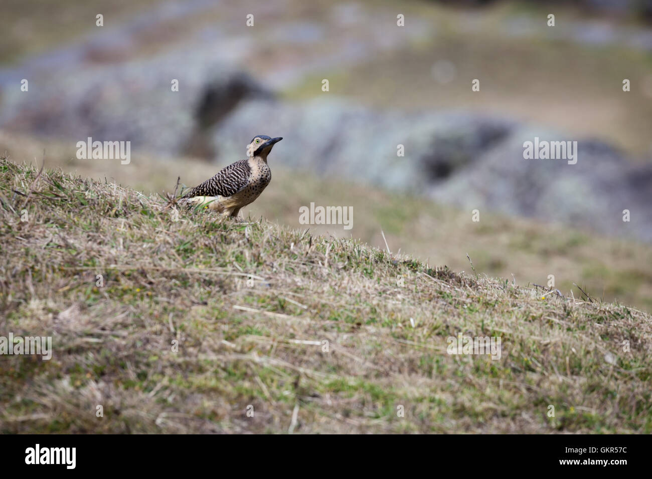 andean flicker standing on short grass at the sacred site of ...