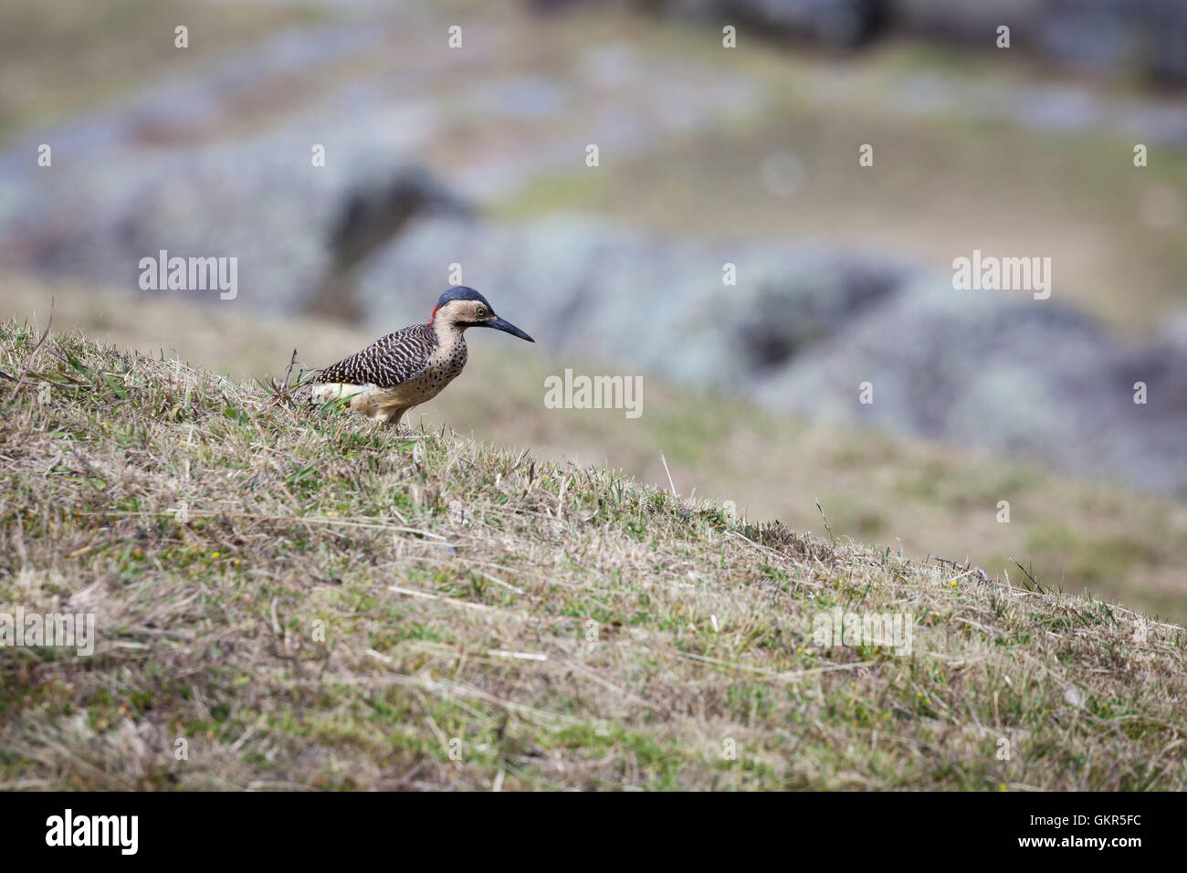 Andean falcon hi-res stock photography and images - Alamy