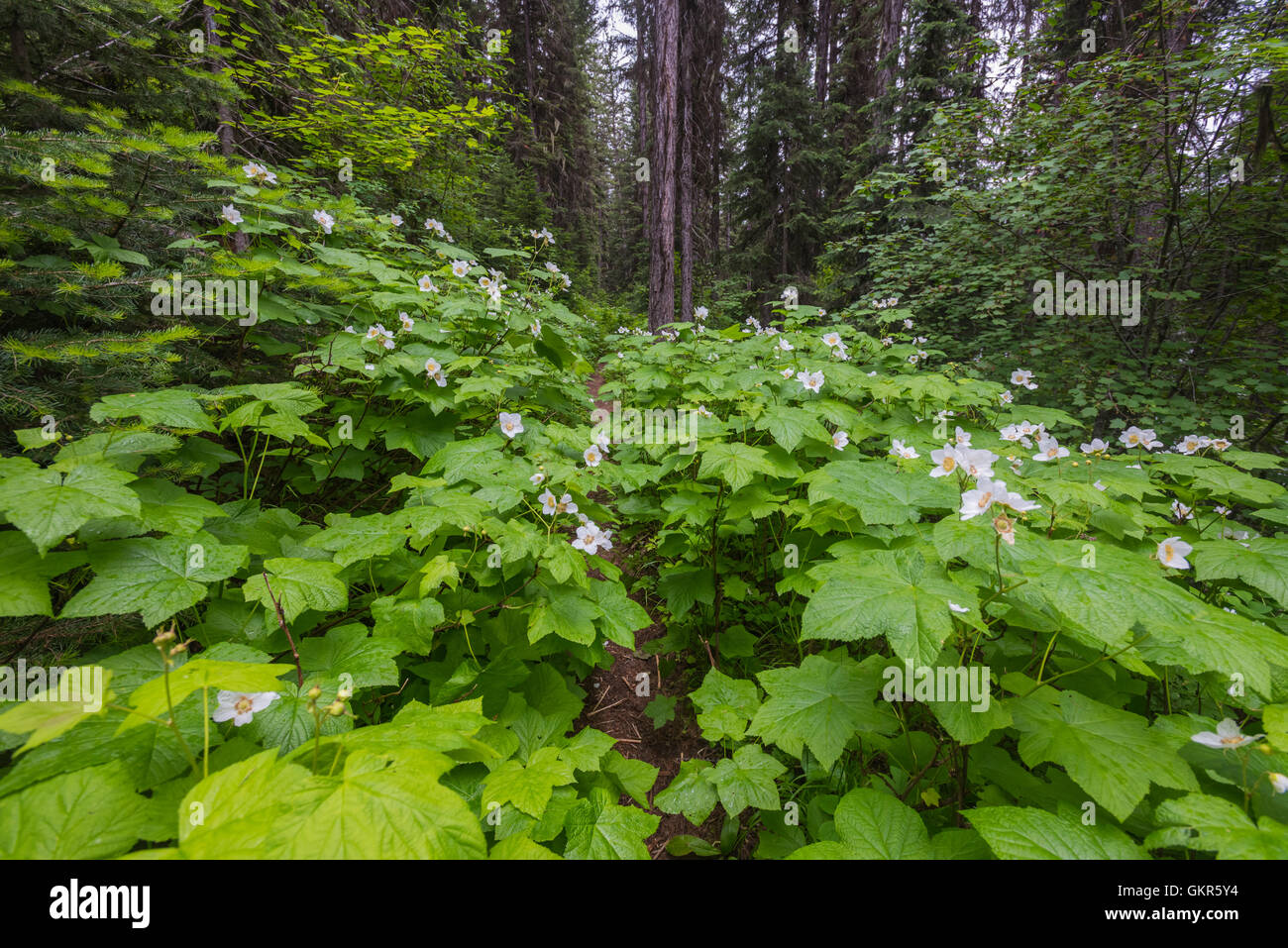 Thimbleberry Blooms Over Grow Western Forest Trail in summer Stock ...