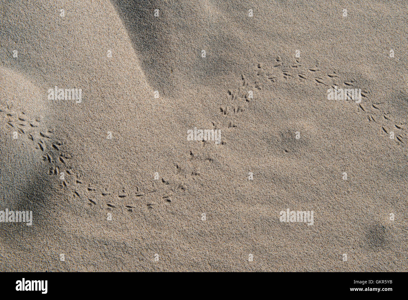 Insect tracks in the sand Stock Photo - Alamy