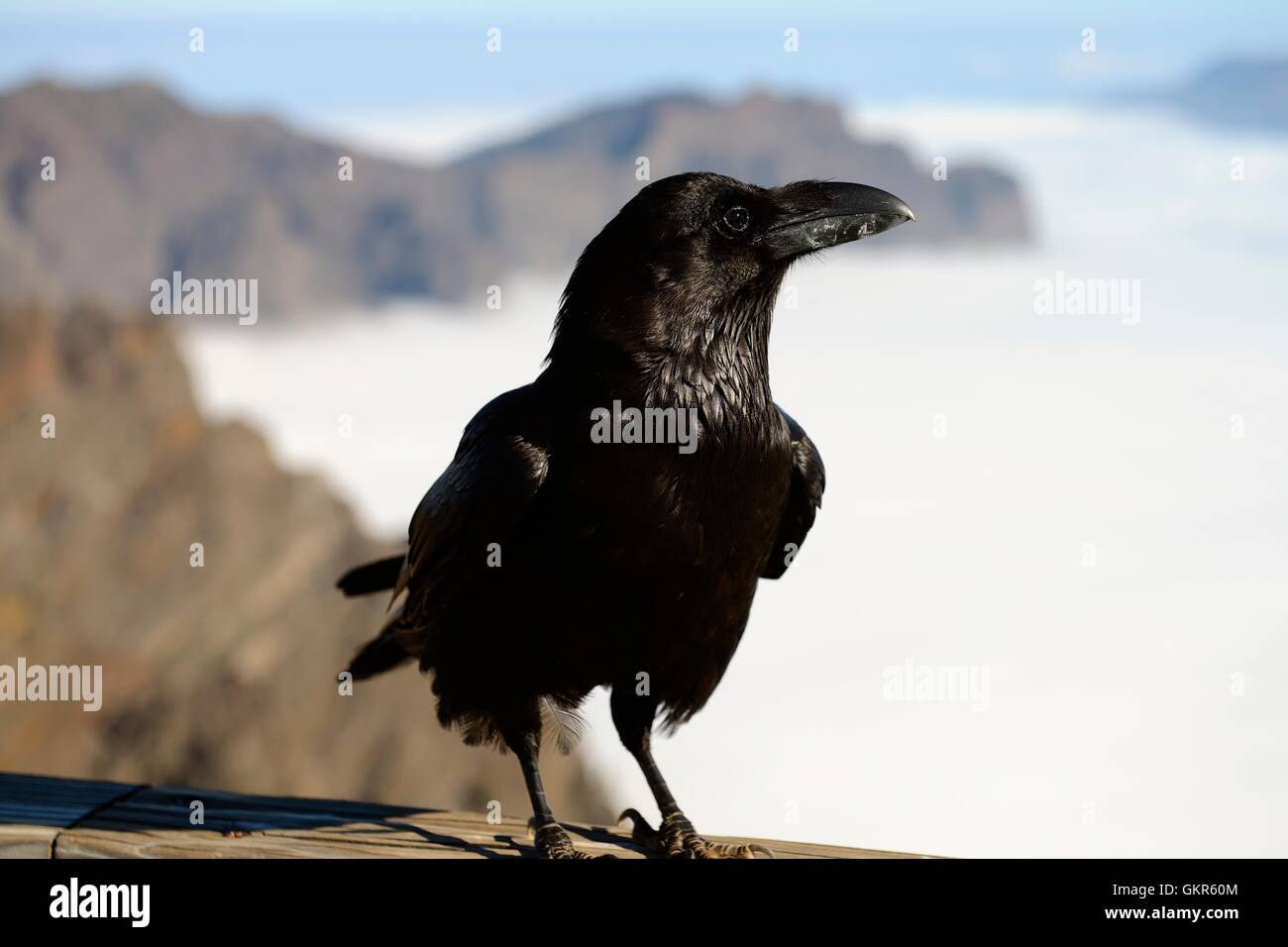 Raven Grand Canyon High Resolution Stock Photography and Images - Alamy