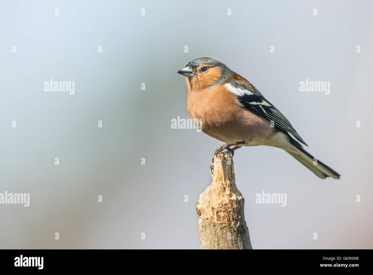 Lone chaffinch hi-res stock photography and images - Alamy
