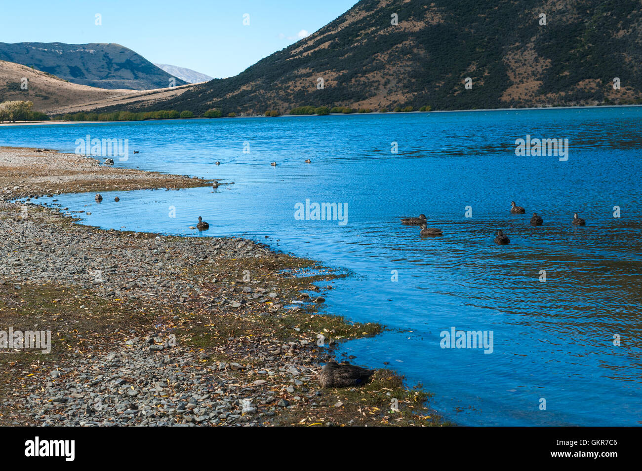 Lake Pearson / Moana Rua Wildlife Refuge located in Craigieburn Forest ...