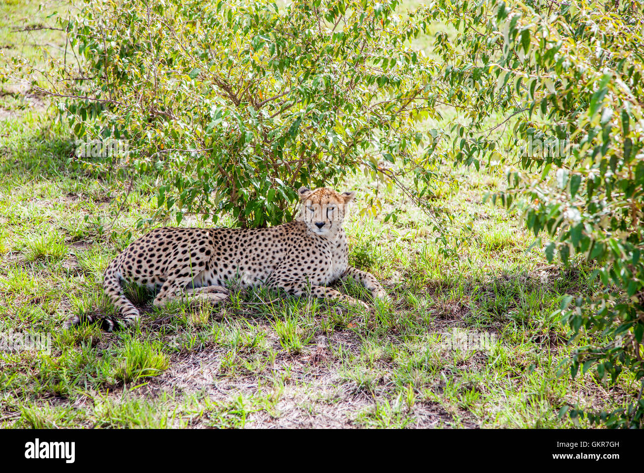 cheetah relaxing in the daytime heat, sheltering from the sun Stock ...