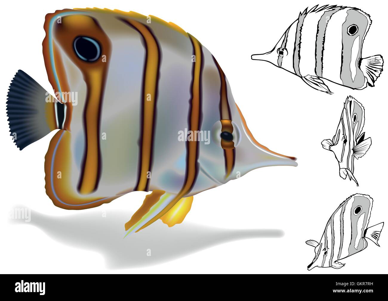Copperband Butterflyfish Set Stock Vector Image & Art - Alamy
