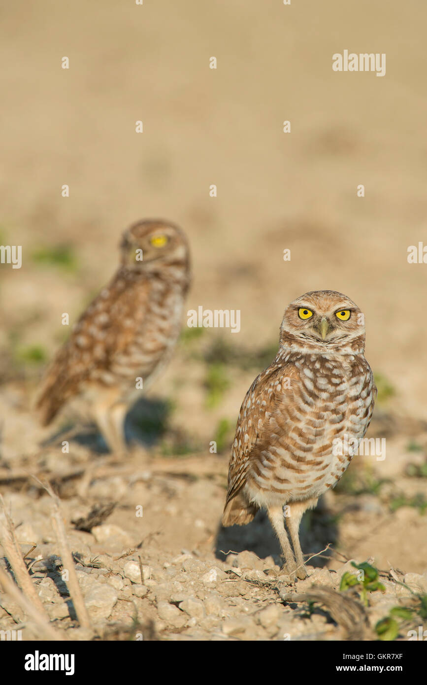 BirdAAV8020: Pair of Burrowing Owls near den (Athene cunicularia ...