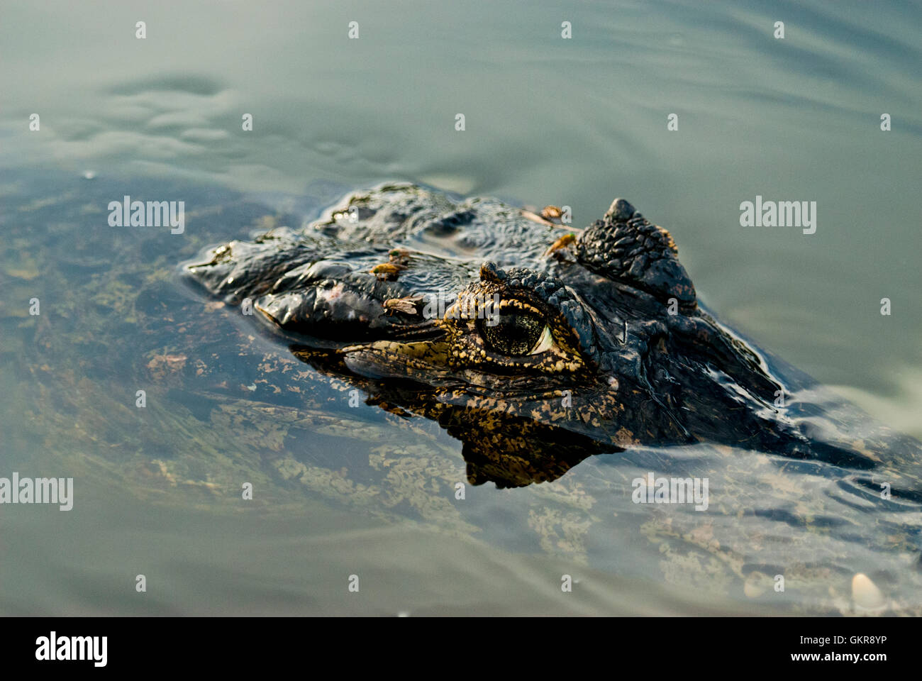 Yacare caiman (Caiman yacare) in a river in the Pantanal, Brazil Stock ...