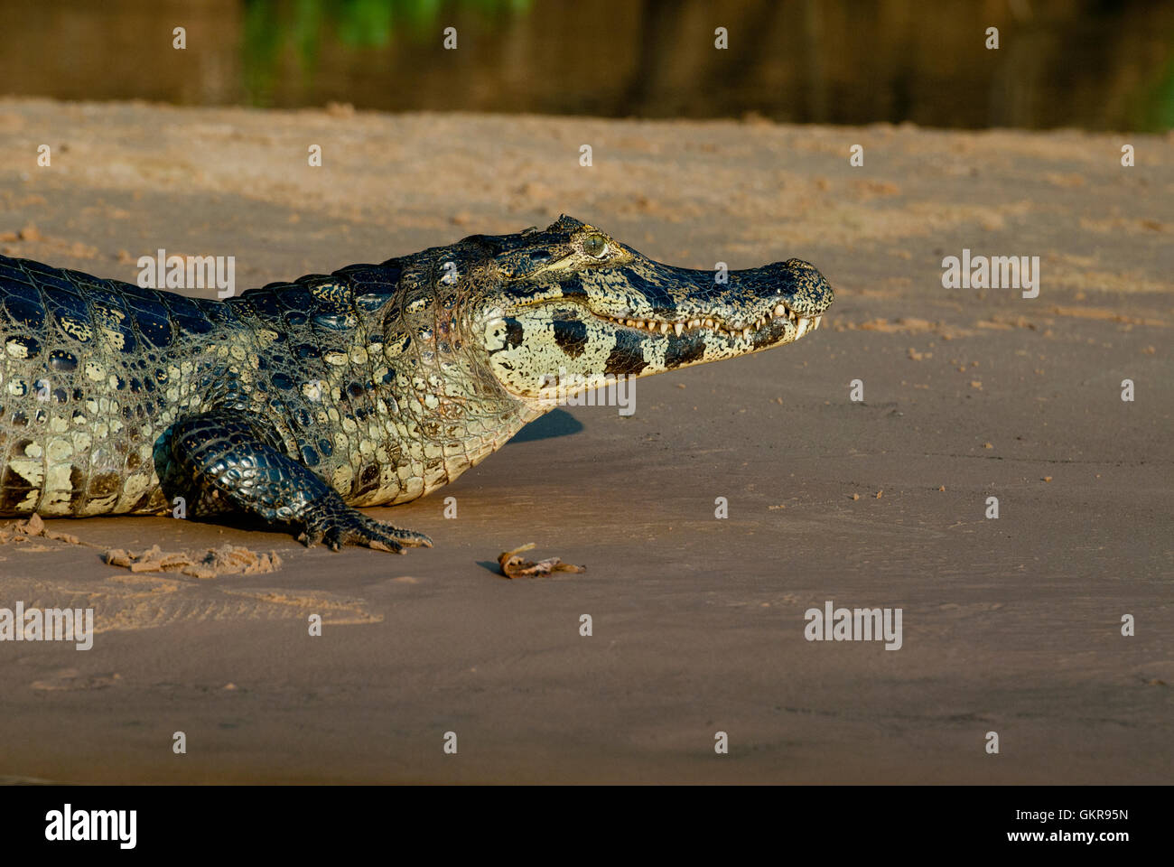 Caiman hi-res stock photography and images - Alamy