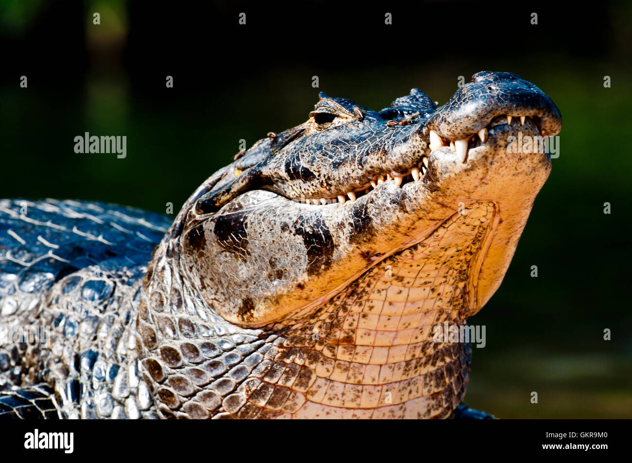 Anaconda caiman hi-res stock photography and images - Alamy