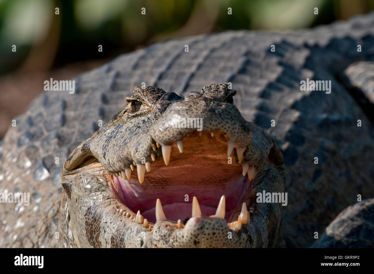 Anaconda caiman hi-res stock photography and images - Alamy