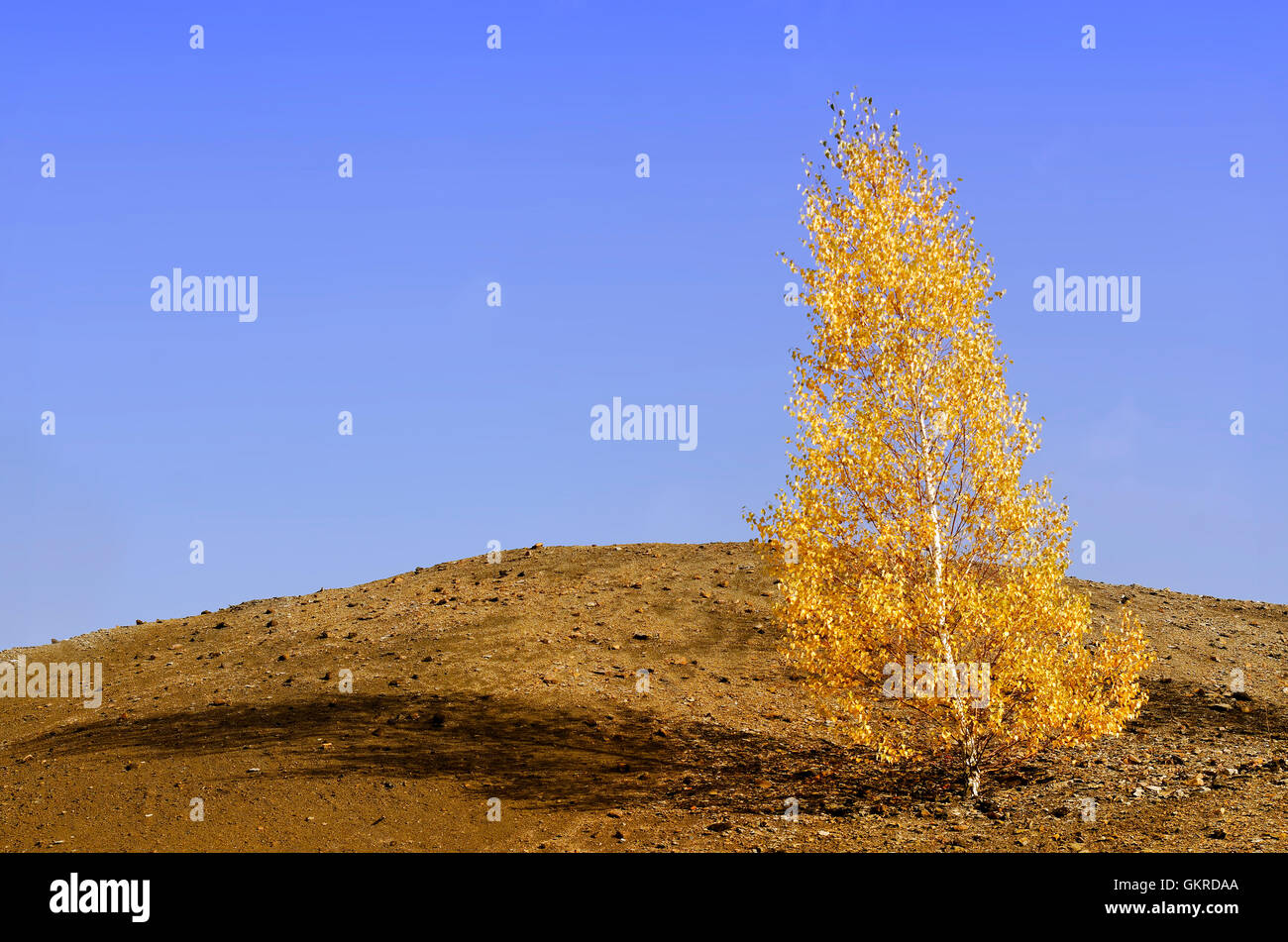 Autumn birch tree isolated hi-res stock photography and images - Alamy