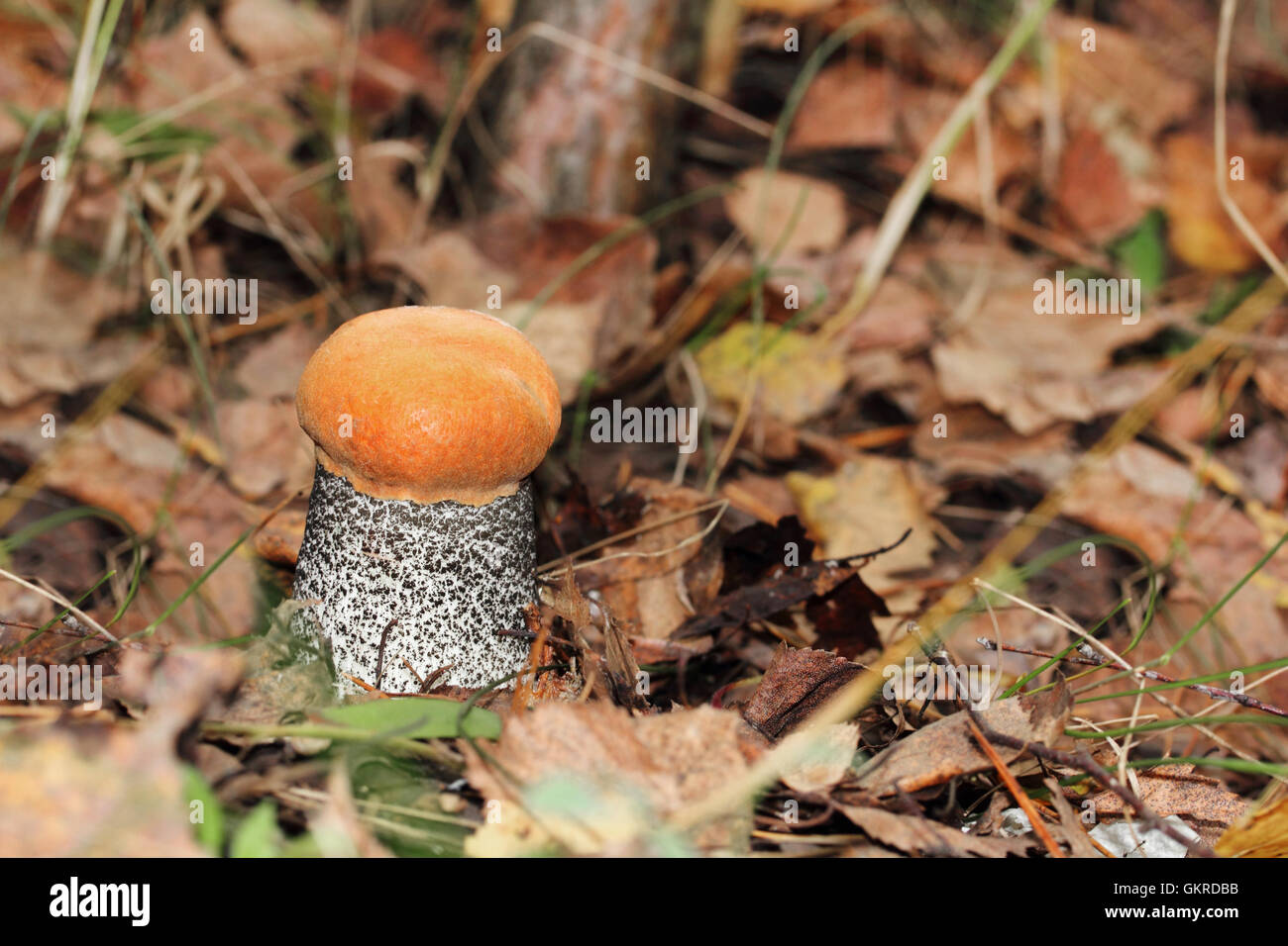 Orange yellow cap hi-res stock photography and images - Alamy