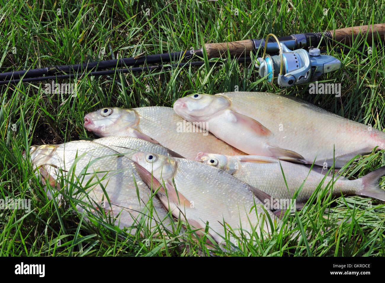 fishing catch - bream Stock Photo - Alamy