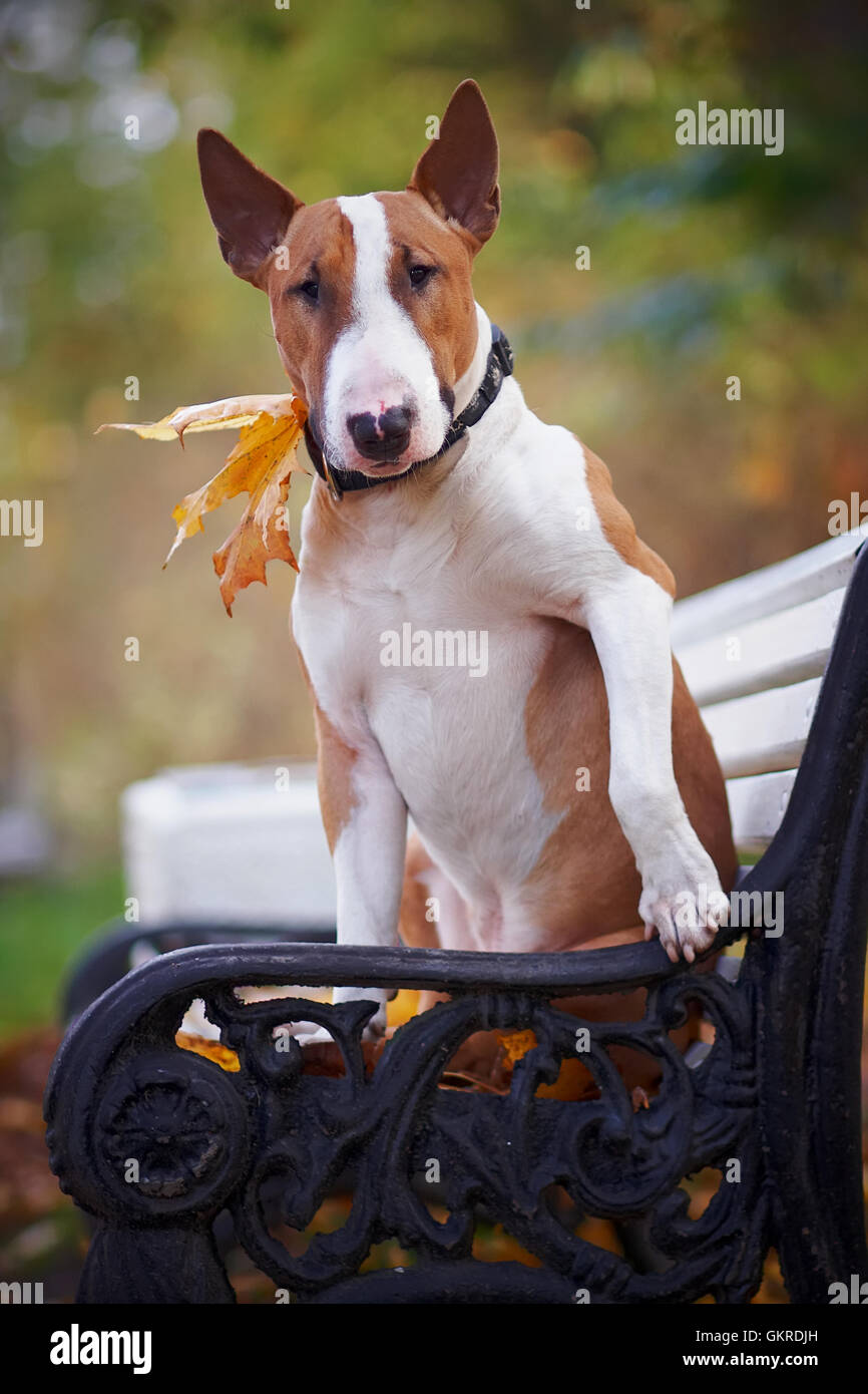Bullterrier bull hi-res stock photography and images - Alamy