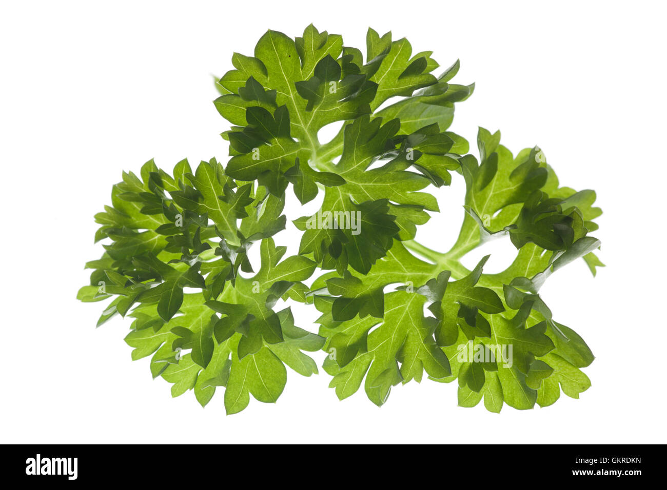 closeup of parsley Stock Photo - Alamy
