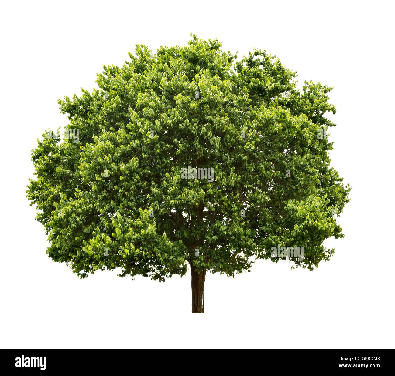 Big Tree isolated on white background Stock Photo - Alamy
