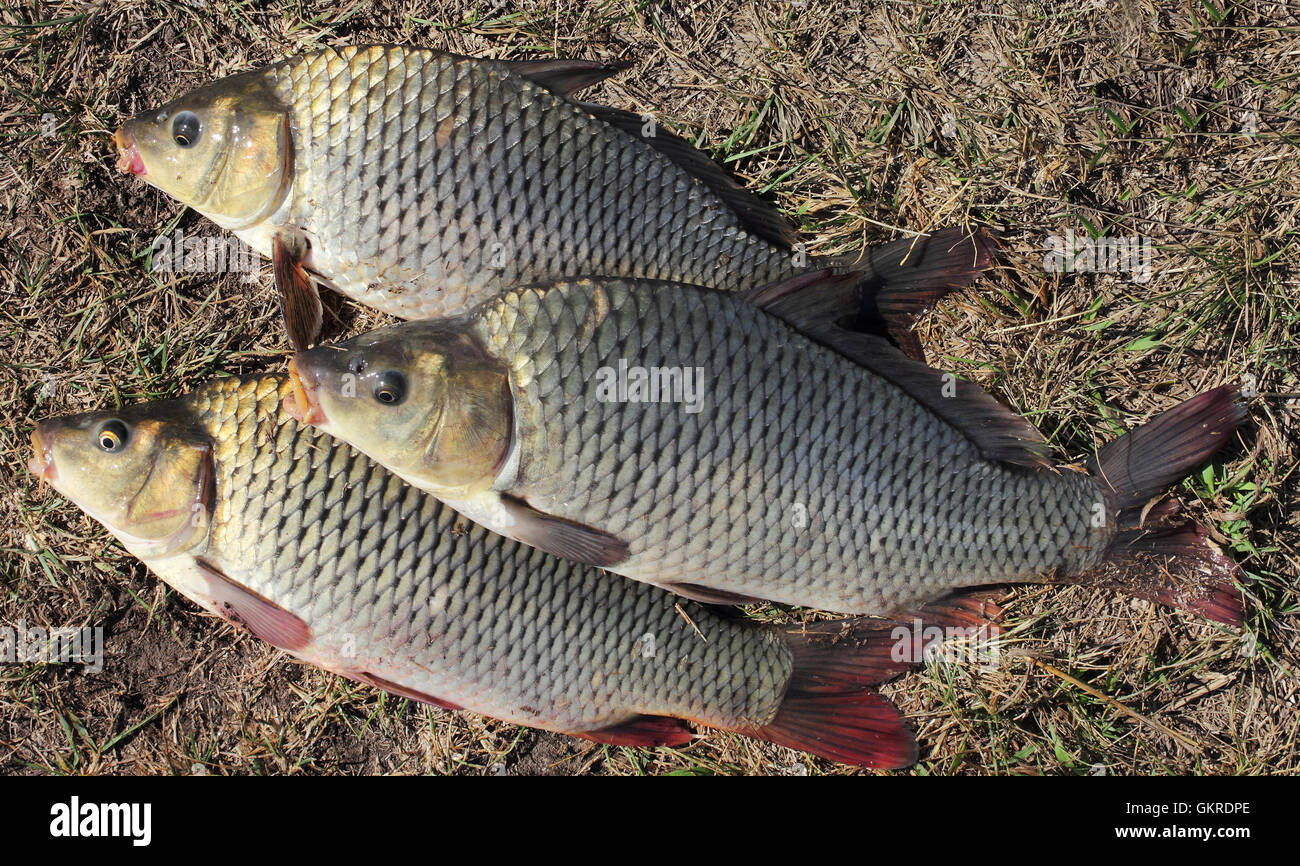 Crucian carps hi-res stock photography and images - Alamy