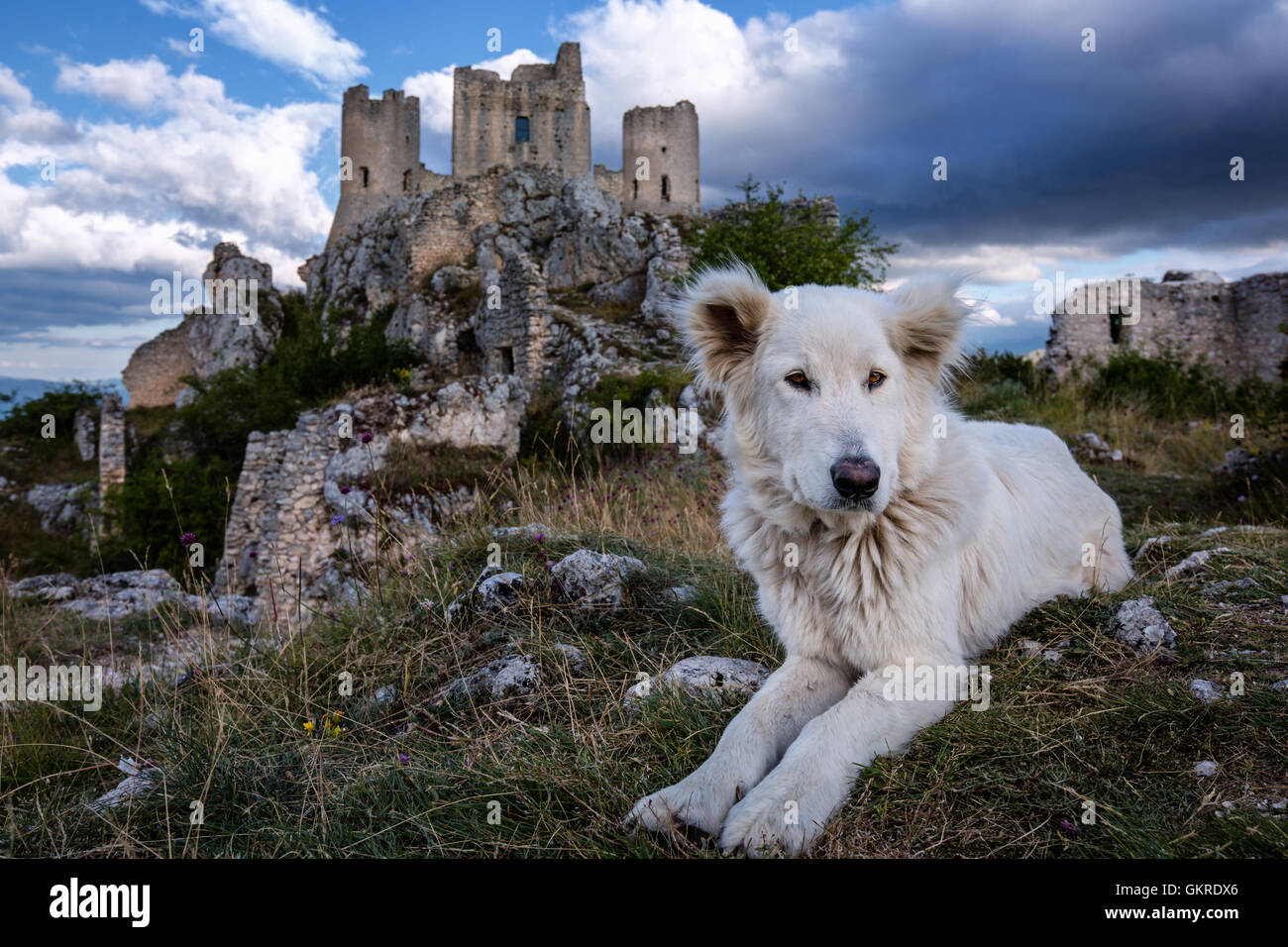 Maremma sheepdog hi-res stock photography and images - Alamy