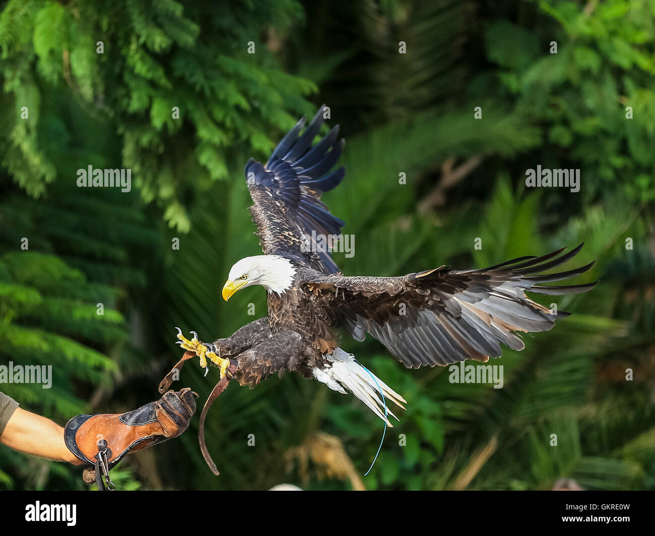 American bald eagle (Haliaeetus leucocephalus) in flight Stock Photo ...
