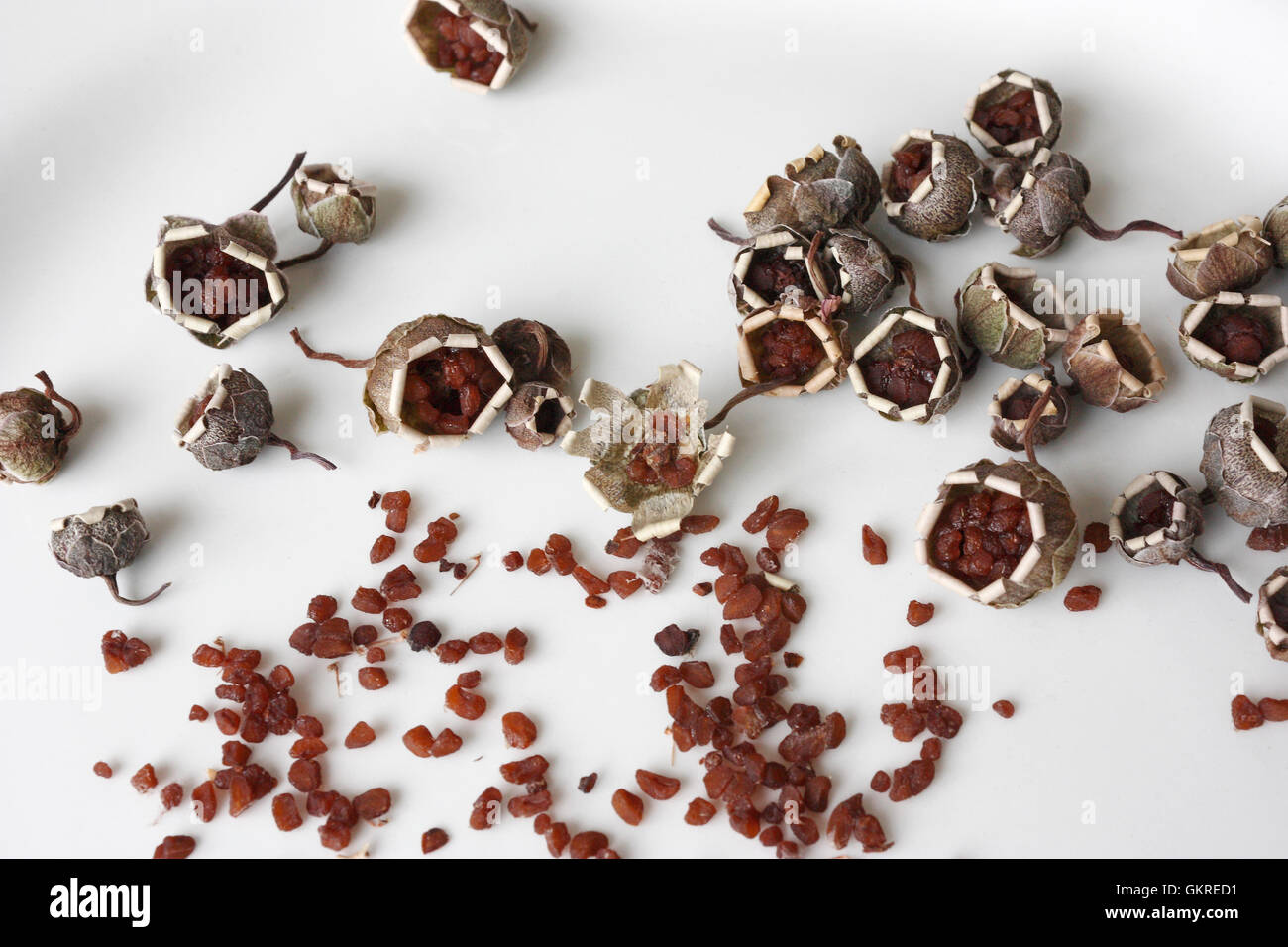 Cyclamen seed pods hi-res stock photography and images - Alamy