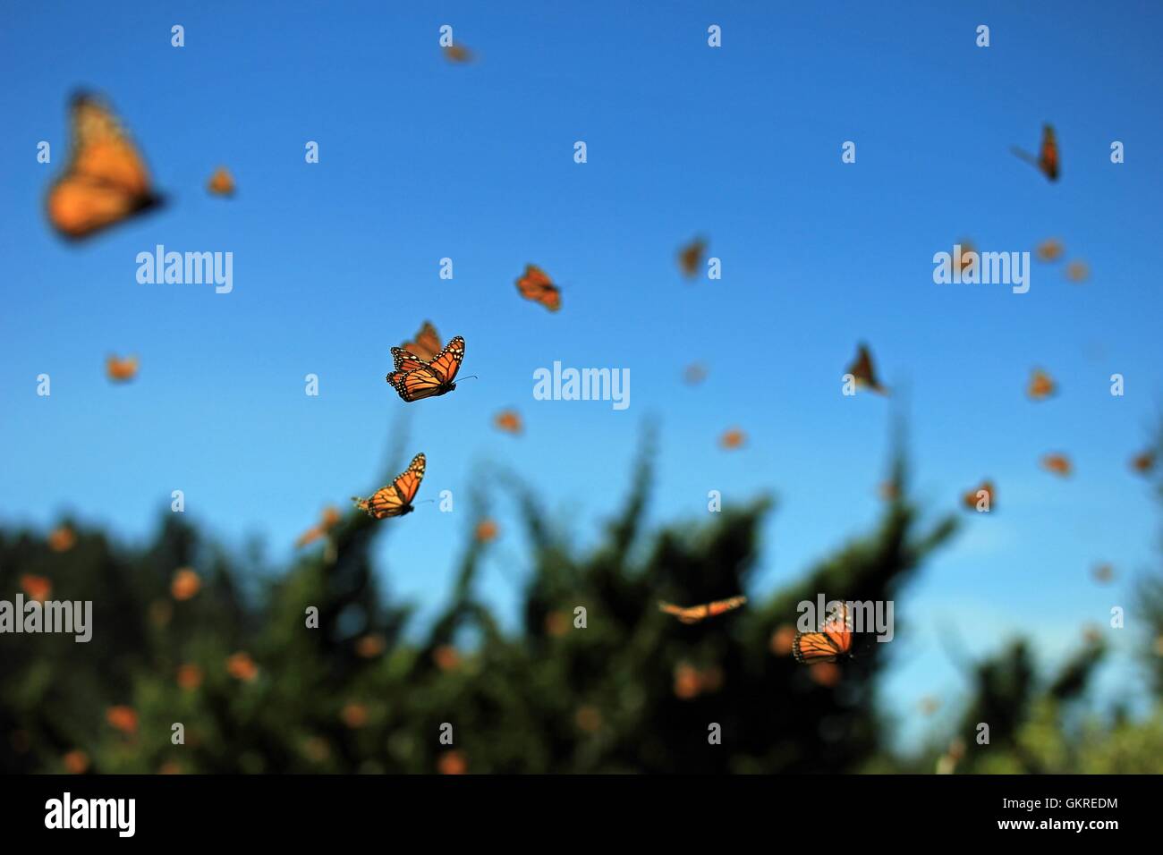 Monarch Butterflies in Michoacan, Mexico, millions are migrating every ...