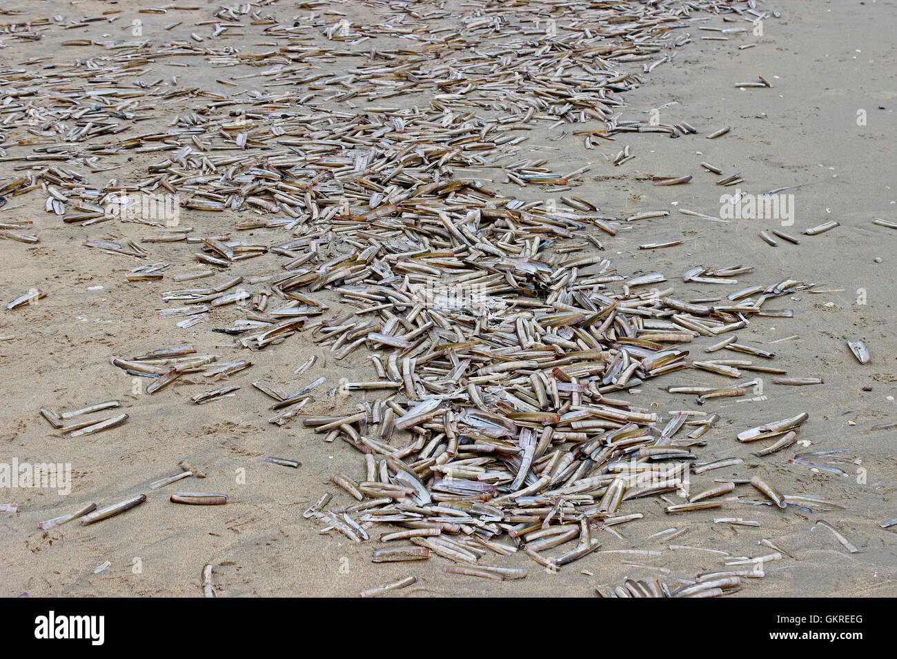 empty razor shells Ensis arcuatus, on beach near Zandvoort, North ...