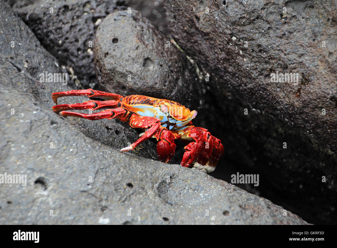 Grapsus crab on volcanic rock on Galapagos island Stock Photo - Alamy