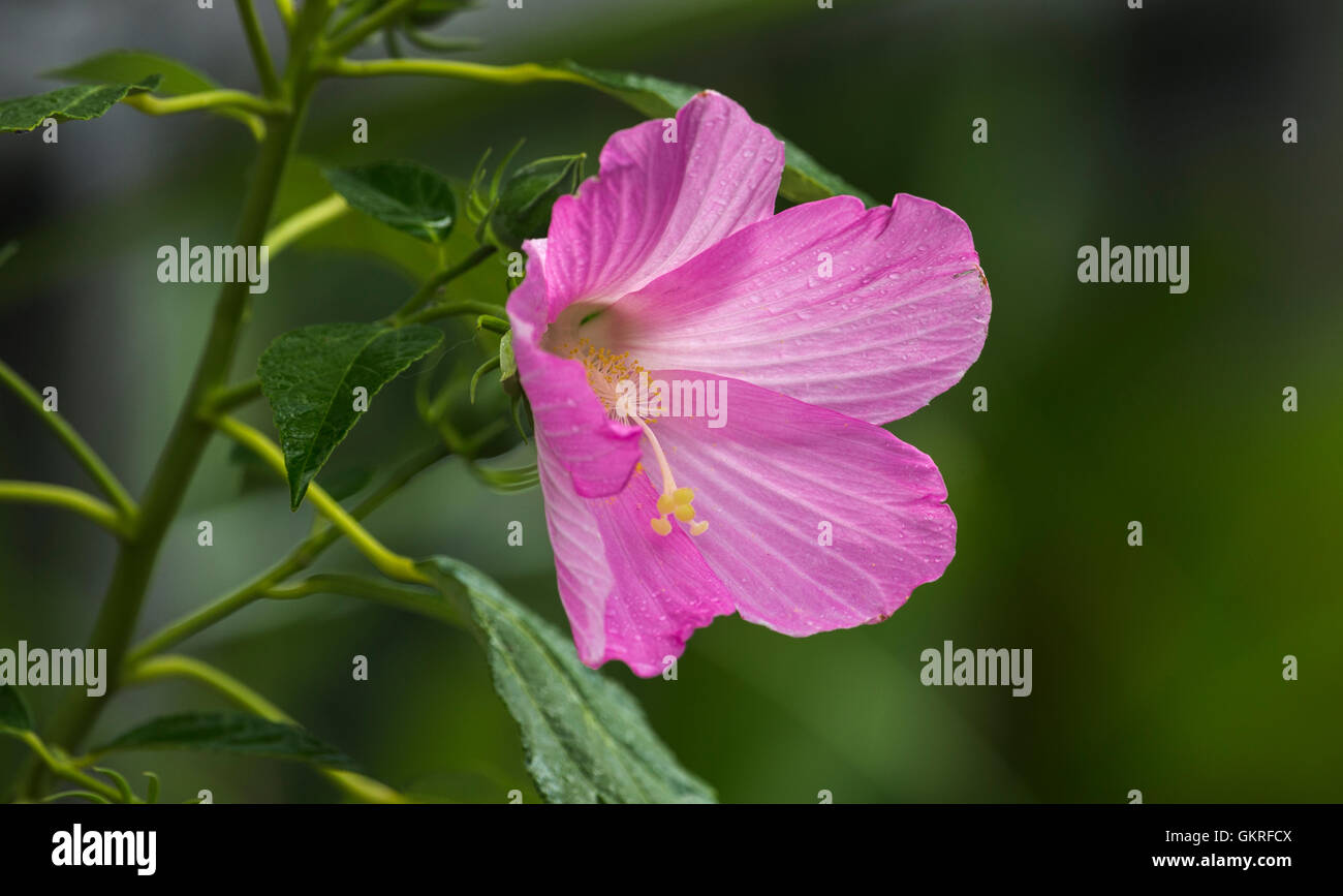 Marsh Mallow Flower High Resolution Stock Photography and Images - Alamy
