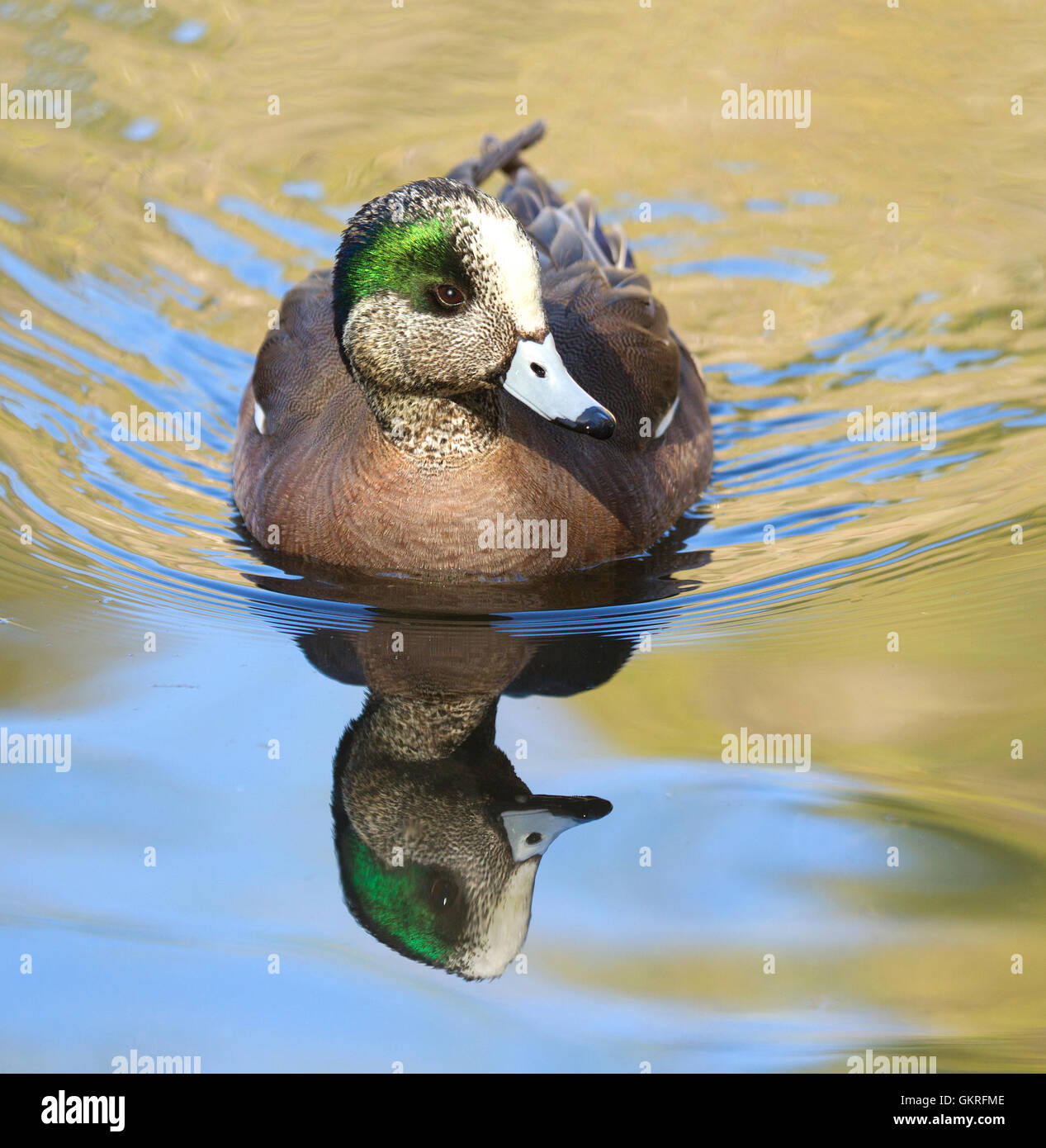 American wigeon male hi-res stock photography and images - Alamy