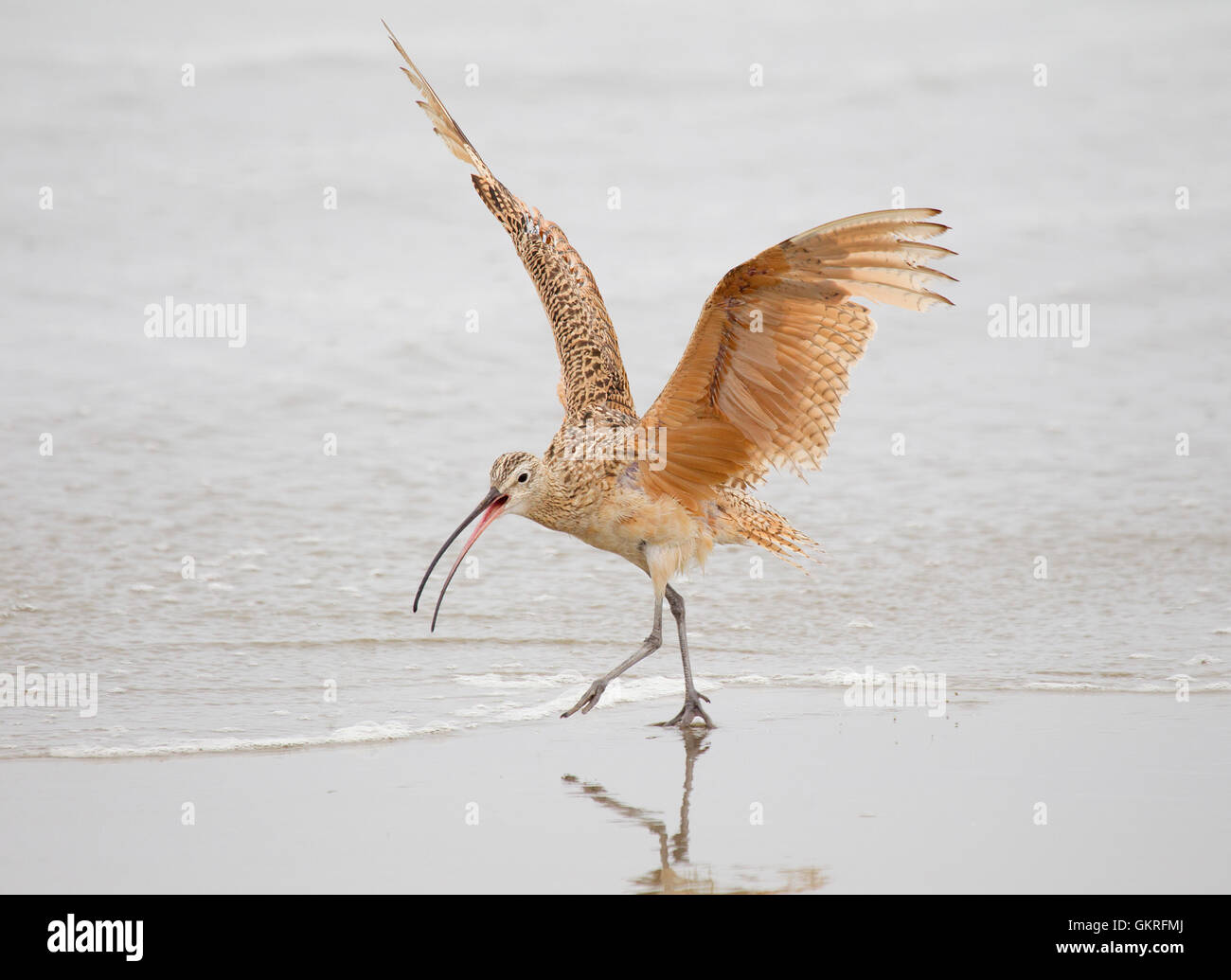Long beak open hi-res stock photography and images - Alamy