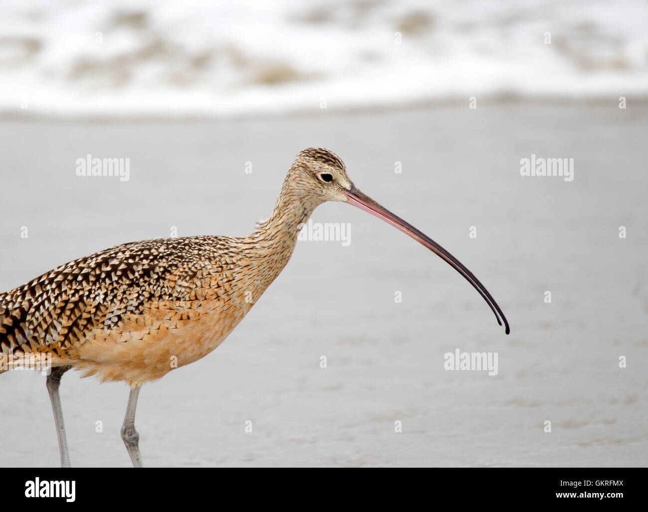 Curlew seashore hi-res stock photography and images - Alamy