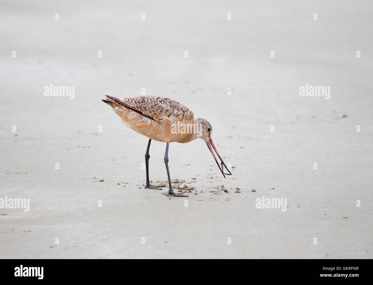 Marbled Godwit with Worm in Beak Stock Photo - Alamy