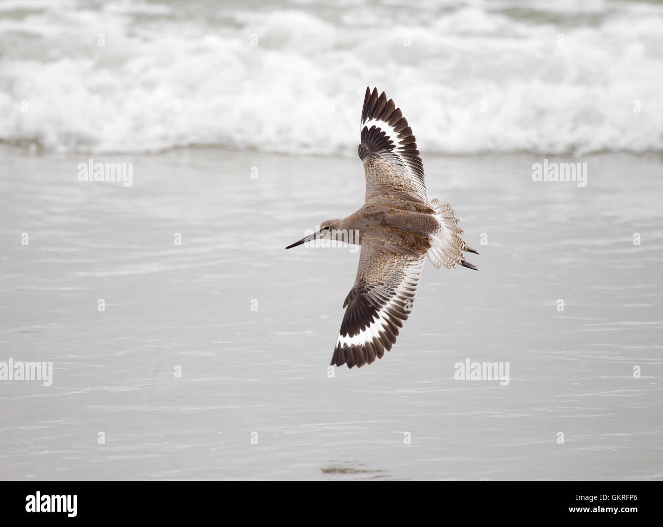 Willet flying hi-res stock photography and images - Alamy
