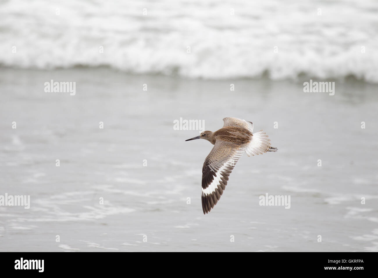 Willet flying hi-res stock photography and images - Alamy