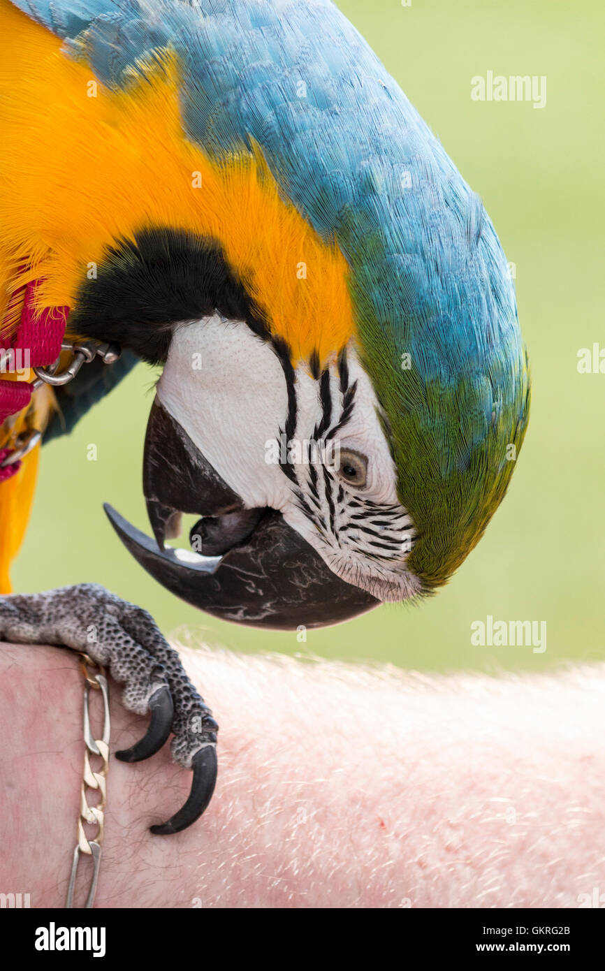 Parrot harness hi-res stock photography and images - Alamy
