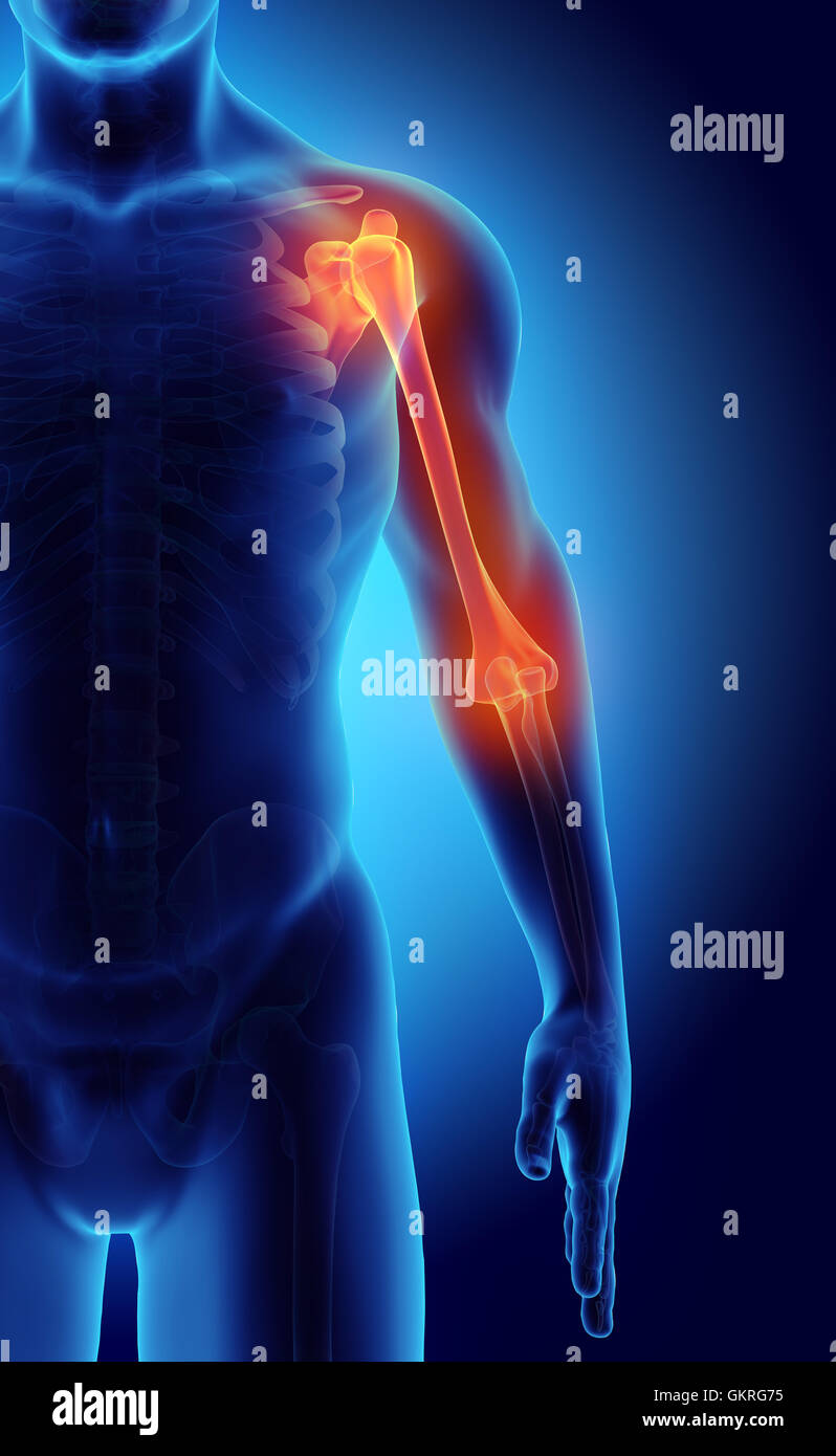 3D illustration of Humerus - Part of Human Skeleton Stock Photo - Alamy