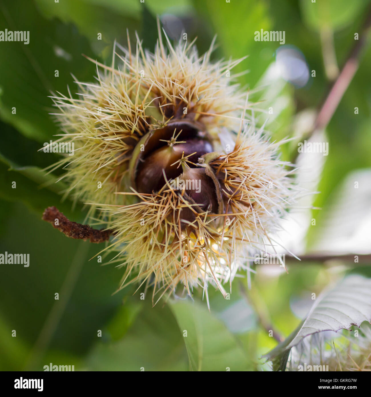 Curly and ripe fruits of the chestnut tree. Extreme close-up Stock ...