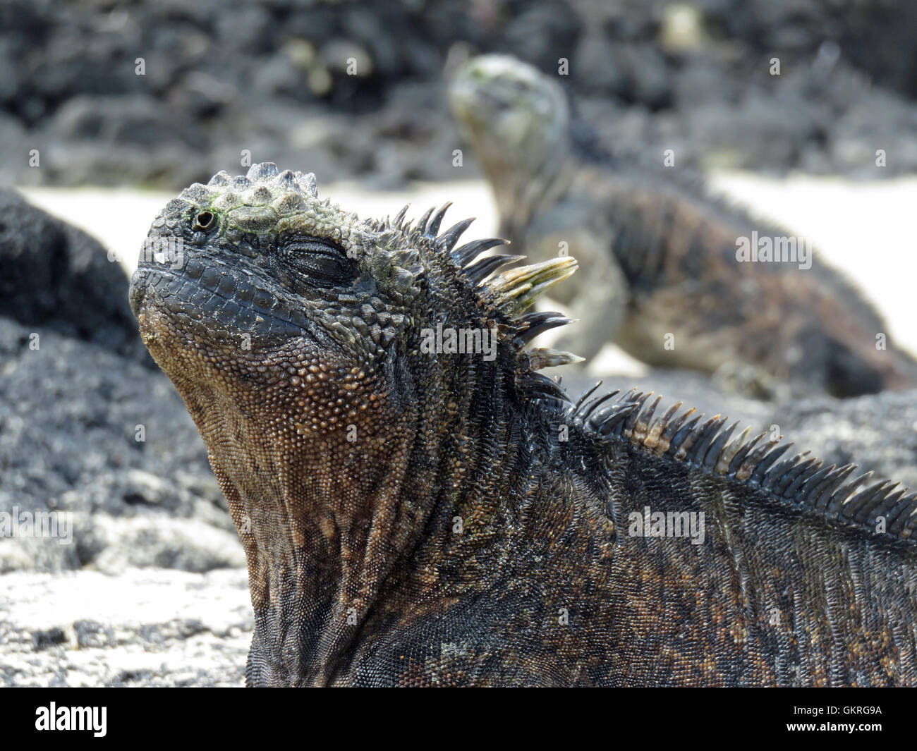 Marine iguana on Galapagos island, clos up posing Stock Photo - Alamy