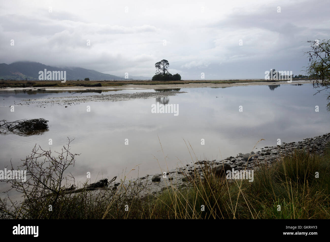 Tree on island in Aorere River estuary, Collingwood, Tasman District ...