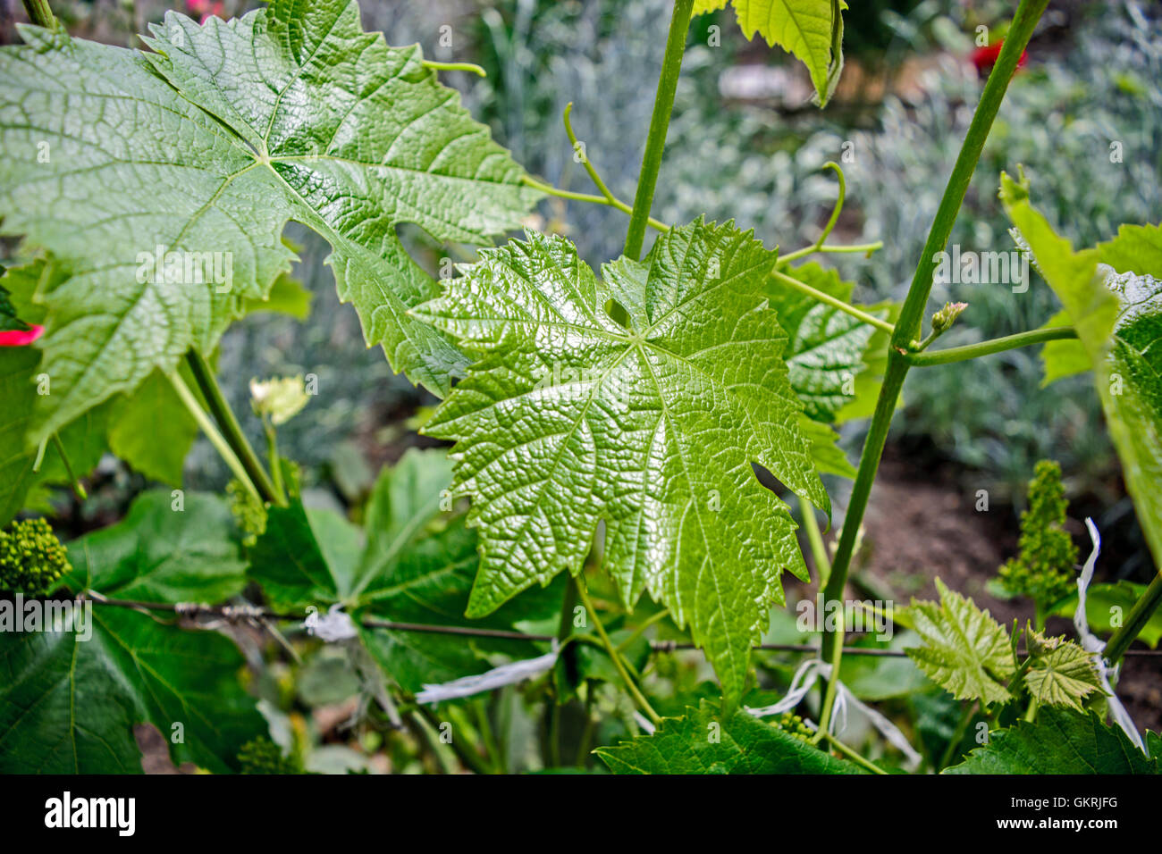Wire vine flowers hi-res stock photography and images - Alamy