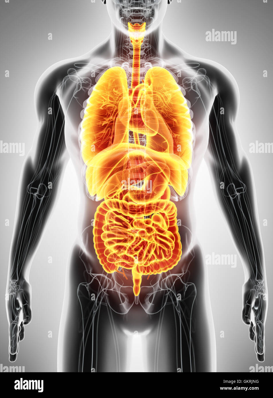 Human Internal Organic, 3D illustration medical concept Stock Photo - Alamy