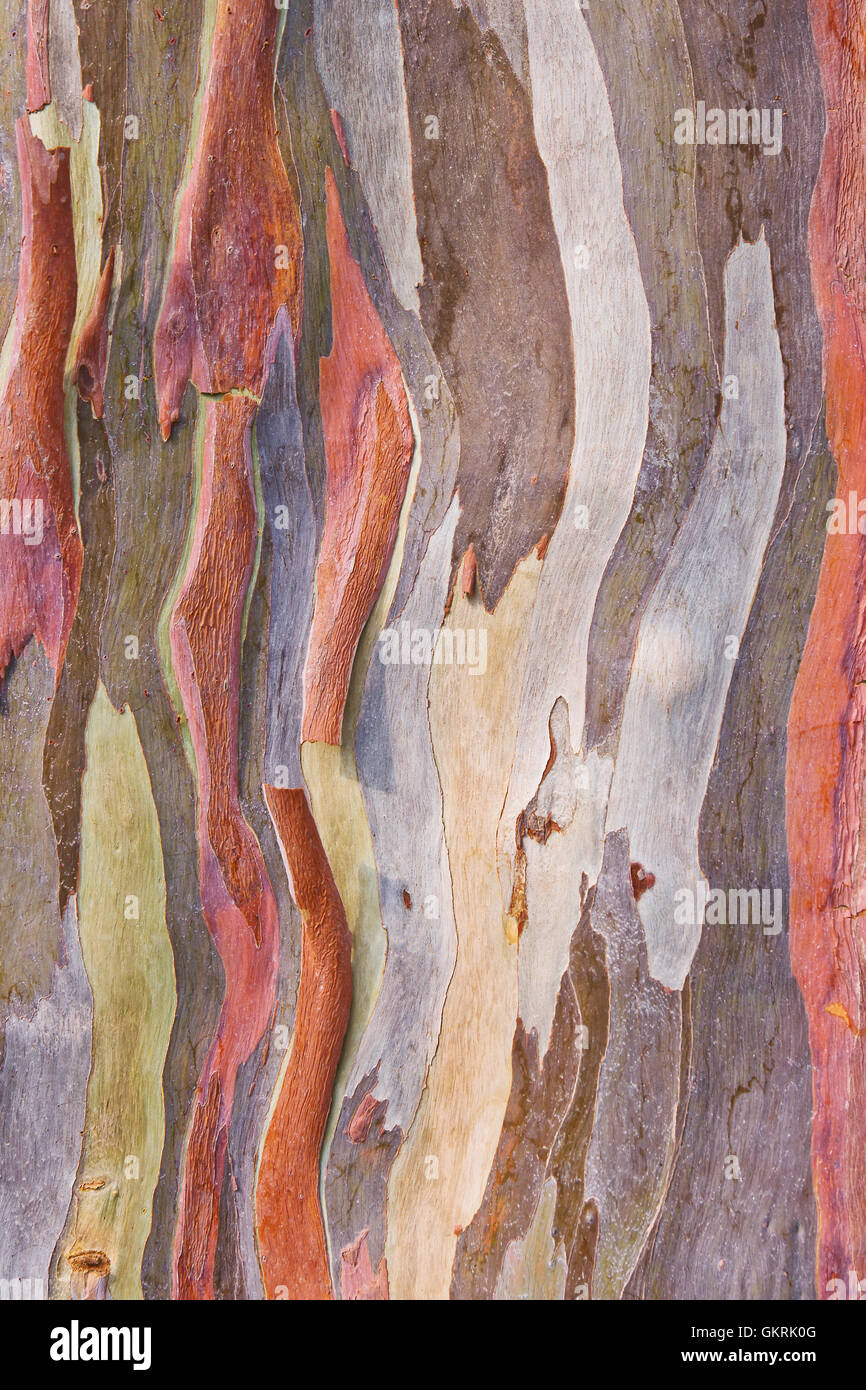 Peel bark husk hi-res stock photography and images - Alamy