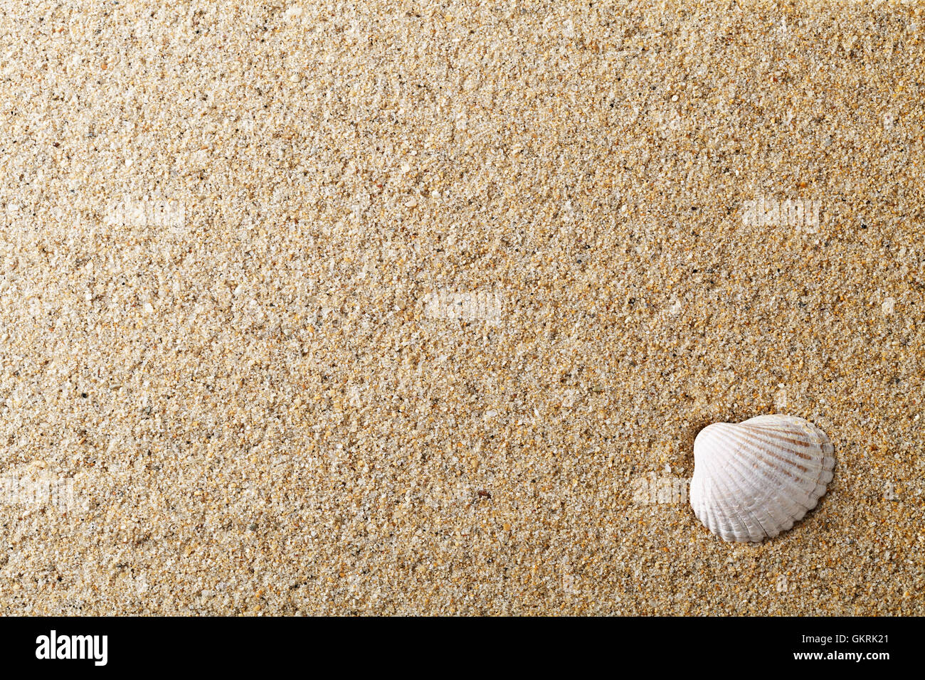 Shell On Sand Stock Photo - Alamy