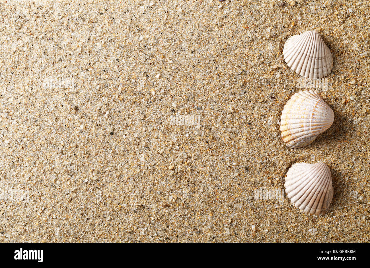 Shell On Sand Stock Photo - Alamy