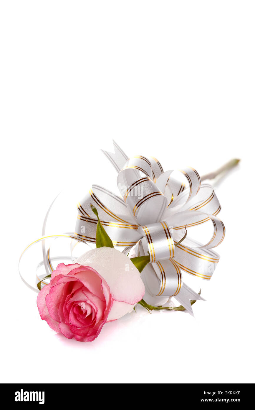 Rose with a bow Stock Photo - Alamy