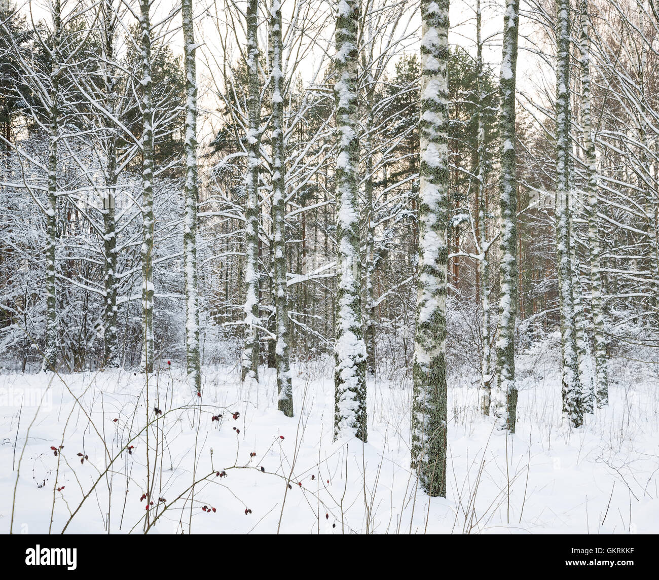 Birch trees in snow Stock Photo - Alamy